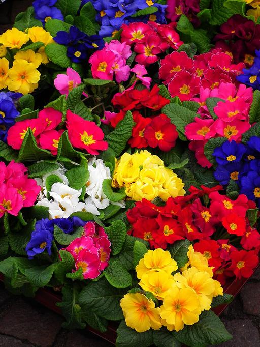 Primrose Mixed | Da Barn